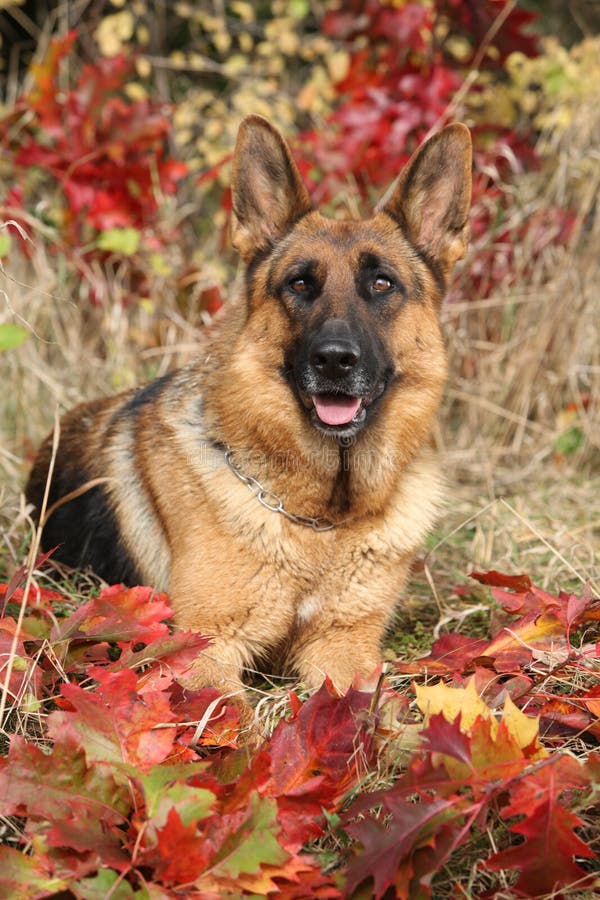 Nice German Shepherd in Autumn Stock Photo - Image of doggy, german ...