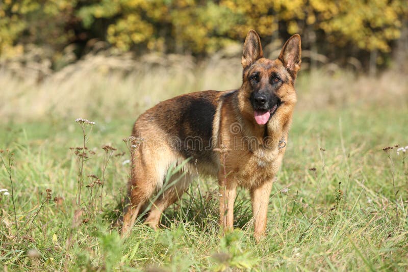 Nice German Shepherd in Autumn Stock Image - Image of portrait, lovely ...