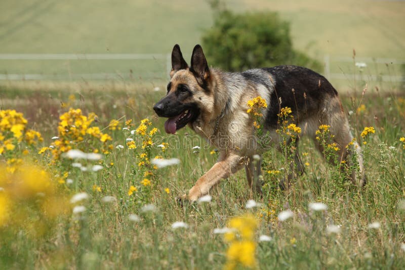Nice German Shepherd Dog Running Stock Photo - Image: 45170068