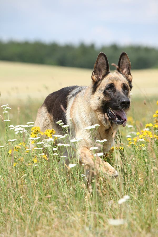 Nice German Shepherd Dog Running Stock Photo - Image of flower, running ...