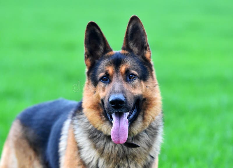 A Nice German Sheperd in a Green Field Stock Photo - Image of head ...