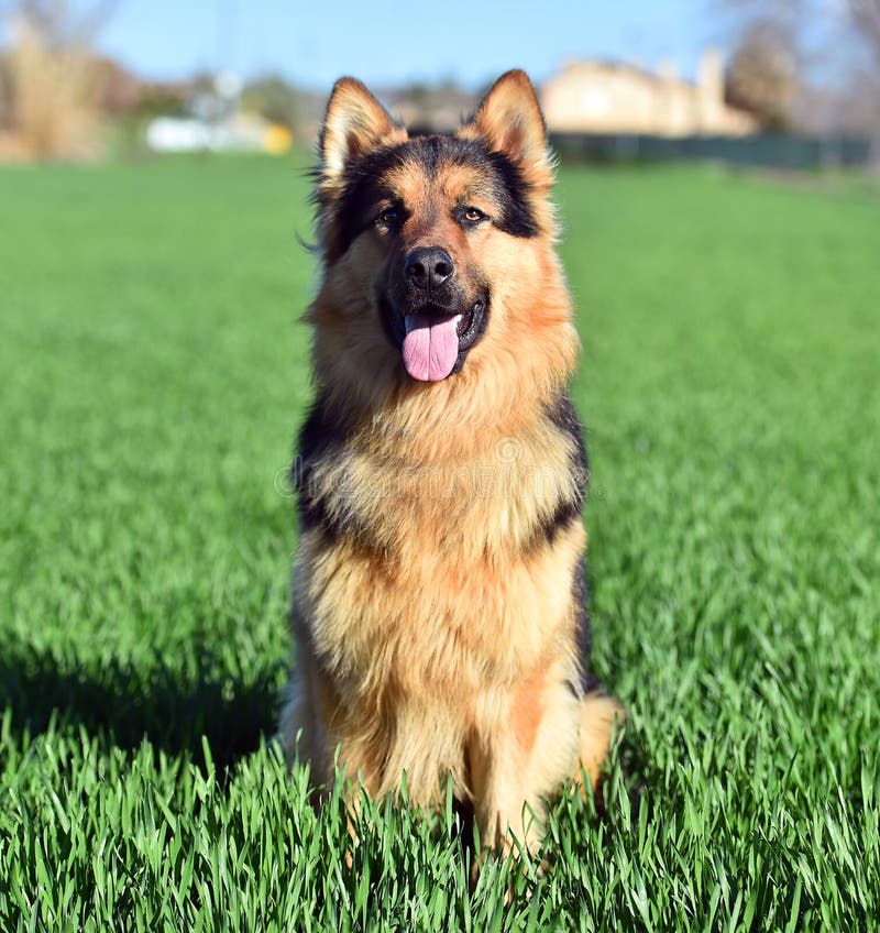 A Nice German Sheperd in a Green Field Stock Photo - Image of human ...