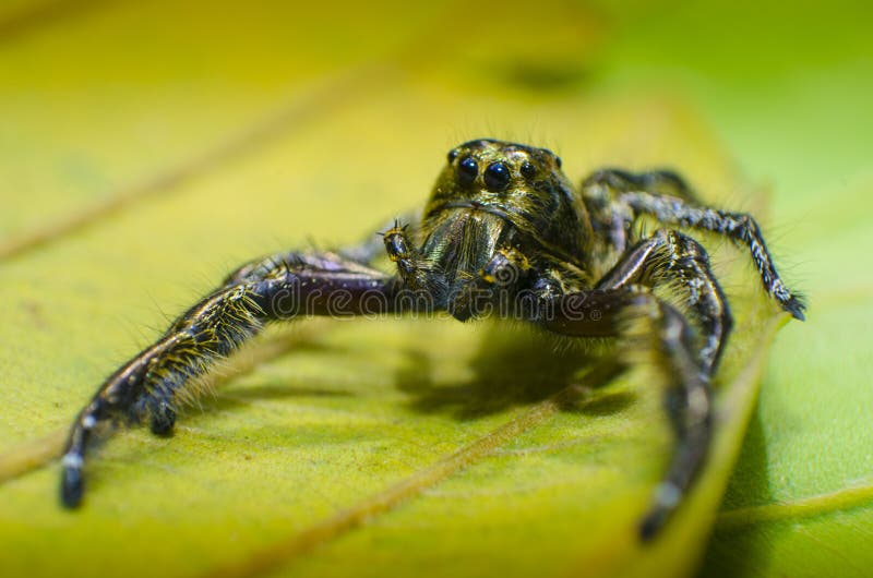 Nice Giant Spider on Green Leaf Stock Image - Image of background ...