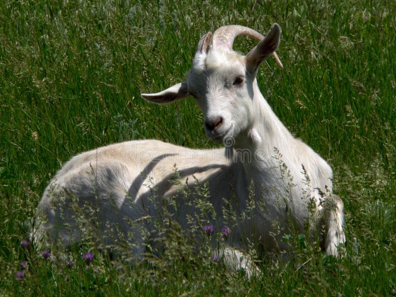 Nice she-goat stock image. Image of herdman, meadow, goat - 996997