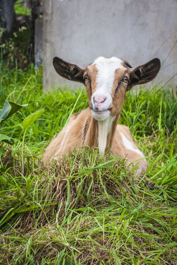 Nice goat stock photo. Image of funny, goat, goats, mammals - 40190940