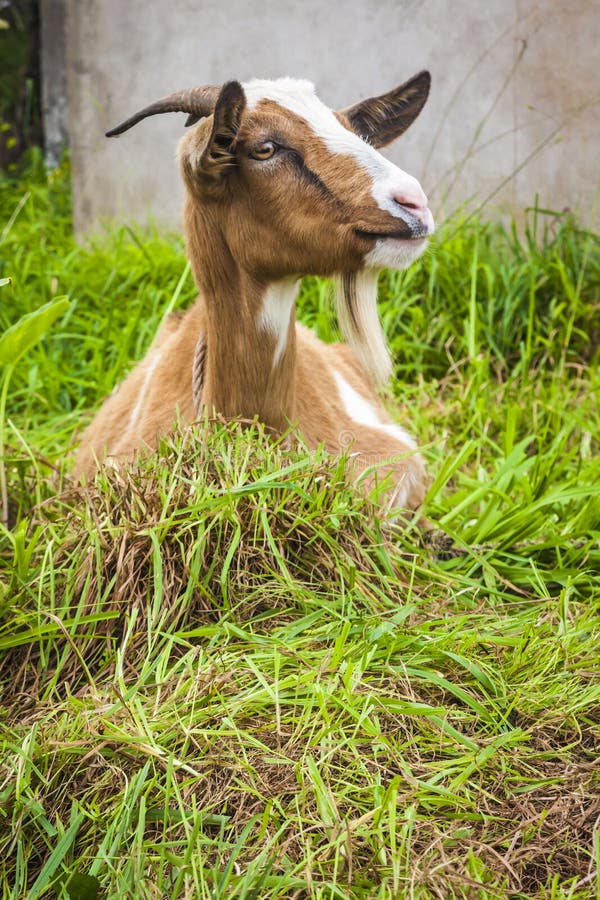 Nice goat stock image. Image of animal, sheep, goat, mammals - 40190937