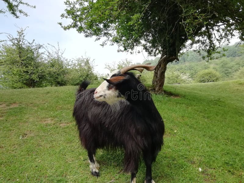 Nice Goat Family of Sri Lankan Natural Photo Stock Photo - Image of ...