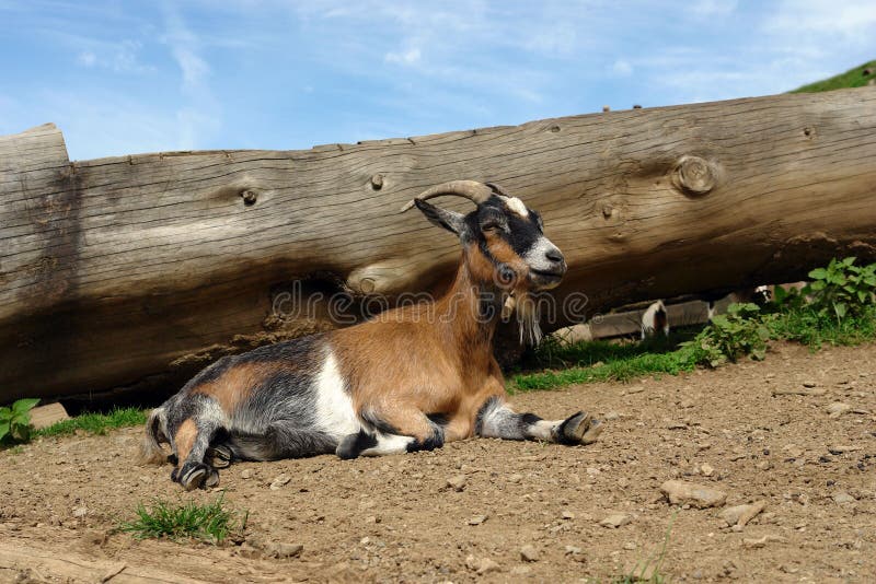 The Nice Goat Sitting Near a Log Stock Photo - Image of young, animal ...