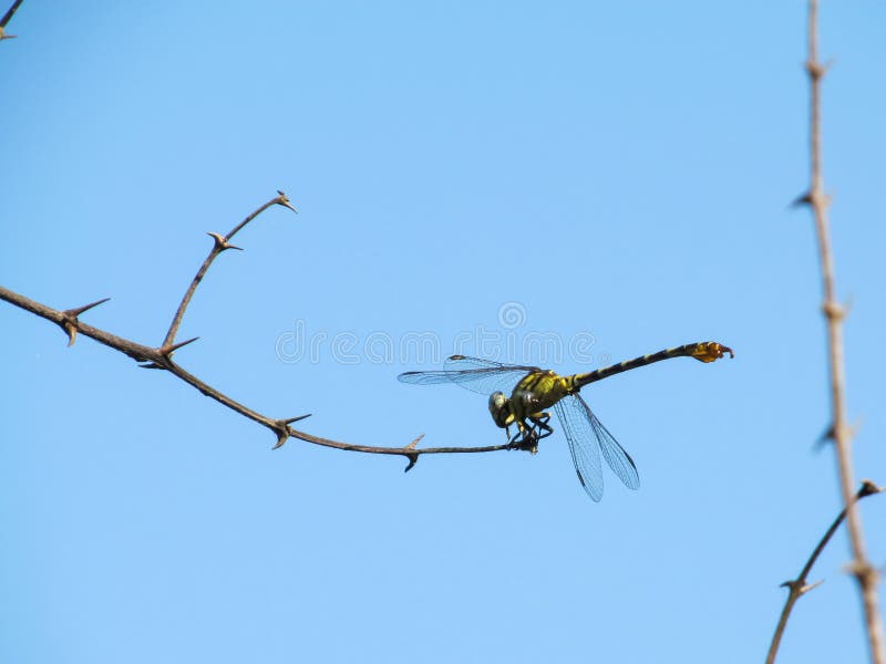 Dragon Fly in Blue Background Stock Image - Image of haven, nature ...
