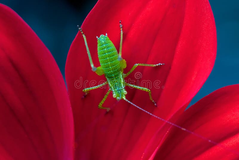 Nice Grasshopper in Grass, Omocestus Viridulus Stock Photo - Image of ...