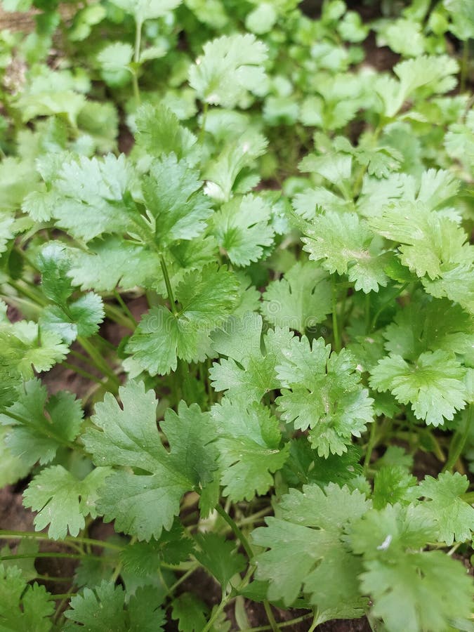Nice Green Green Coriander Fields Stock Photos - Free & Royalty-Free ...