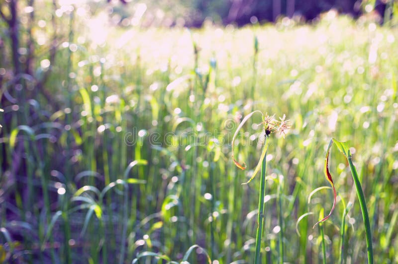 A Nice Green Field stock photo. Image of exotic, expression - 52775786