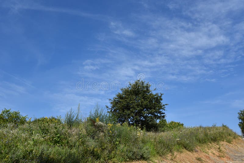 Nice Green Forest Close Up in the Sunshine Stock Photo - Image of ...