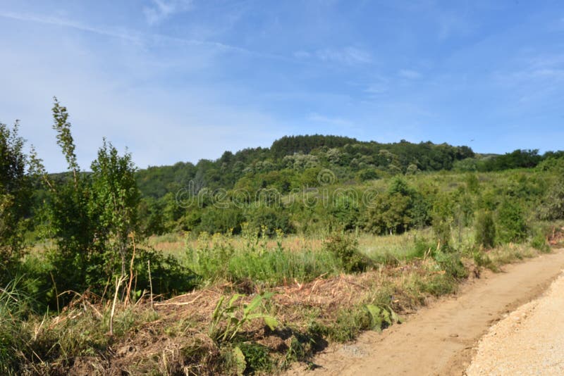 Nice Green Forest Close Up in the Sunshine Stock Photo - Image of ...