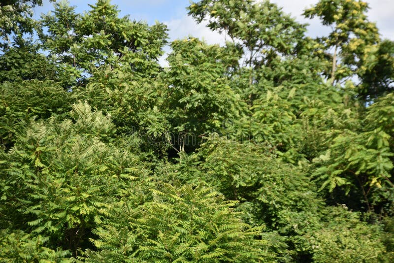 Nice Green Forest Close Up in the Sunshine Stock Image - Image of ...
