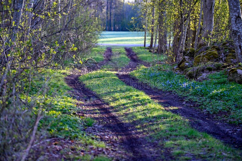 Nice Green Forest Road in Morning Light Stock Photo - Image of ...