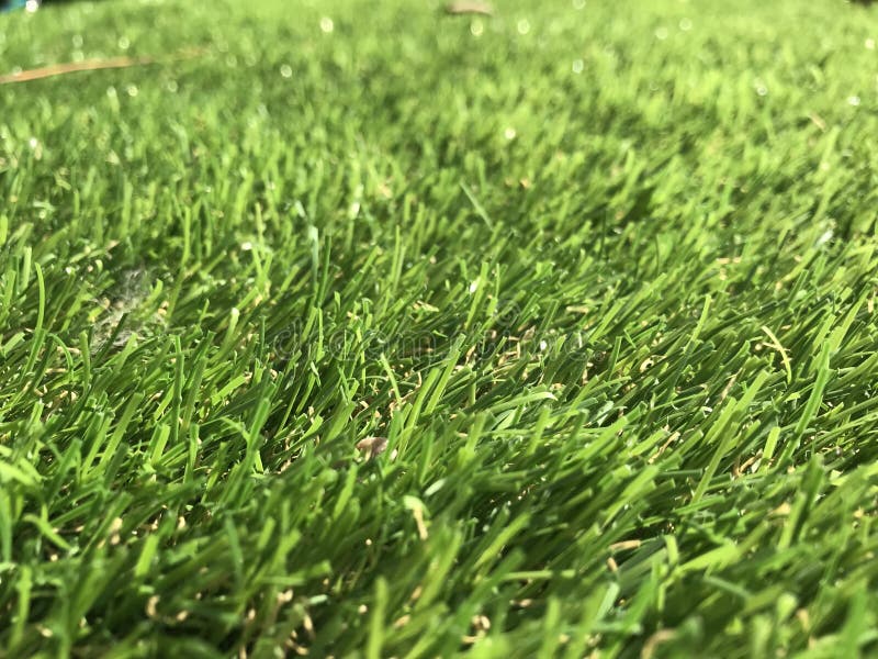 Nice Green Grass in Front of My House Stock Photo - Image of glossy ...