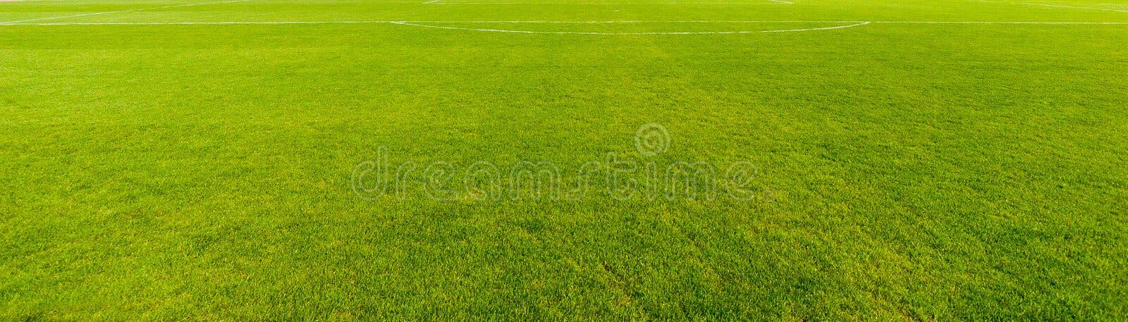 Nice Green Grass Texture stock image. Image of back, soccer - 3693517