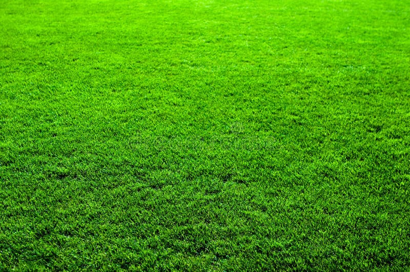 Green grass stock photo. Image of grass, close, pasture - 4889232