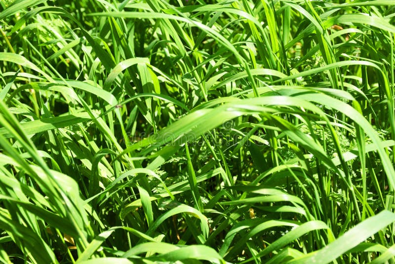 Nice green grass texture. stock photo. Image of green - 146397982