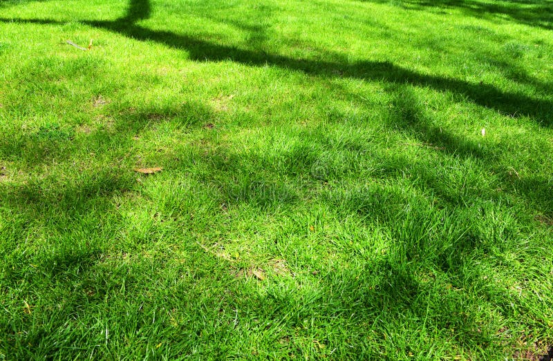 Nice green grass texture. stock photo. Image of season - 146399406