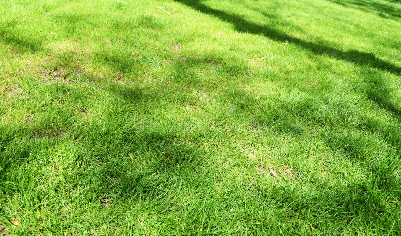 Nice green grass texture. stock photo. Image of space - 146407354