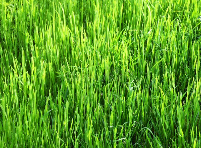 Nice green grass texture. stock photo. Image of carpet - 146292762