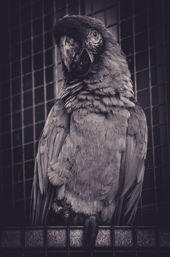 Green Parrot Looking Camera from His Cage Stock Photo - Image of parrot ...