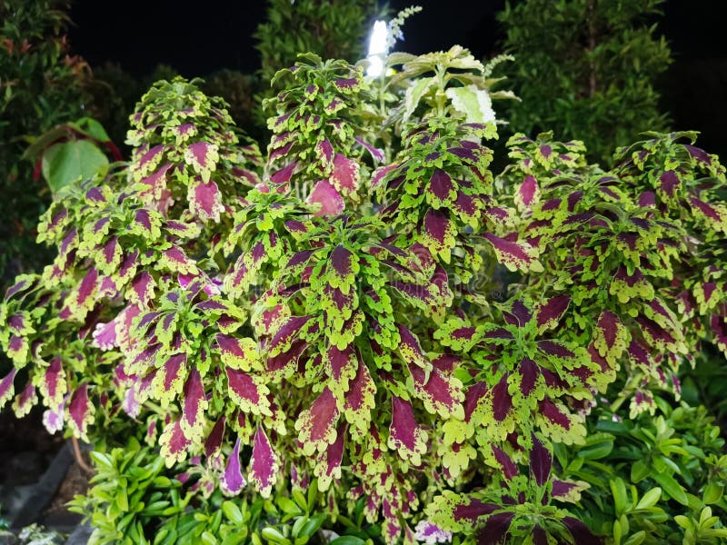 Nice Green Plants Blooming Night Stock Photos - Free & Royalty-Free ...