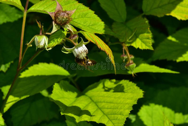 Nice Green Raspberry Close Up in the Sunshine Stock Image - Image of ...