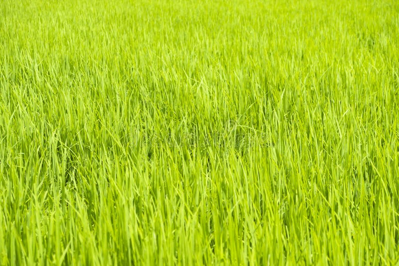Nice green rice leaves stock image. Image of herb, blade - 83847061