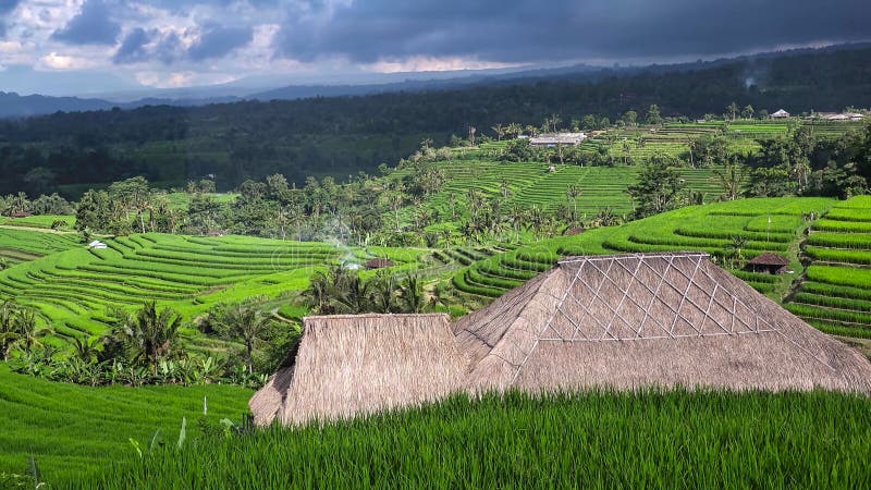 Nice Green View of Rice Fields with the Hut Stock Image - Image of ...