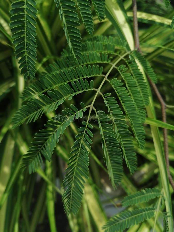 Greenery of green trees stock photo. Image of beautiful - 111793178