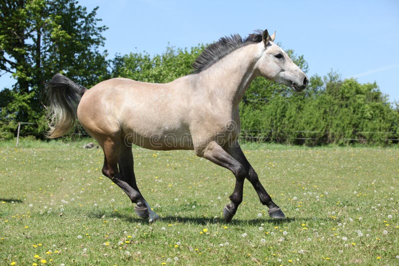 Nice Grey Arabian Stallion with Flying Mane Stock Photo - Image of ...