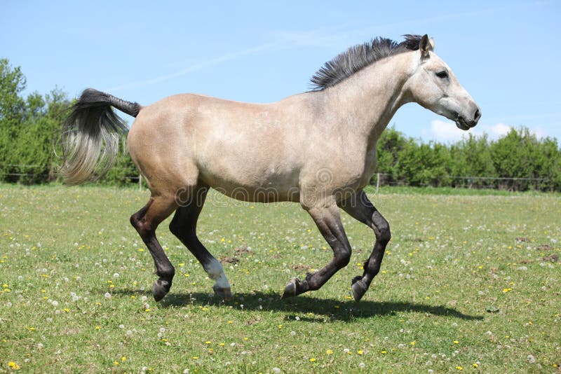 Nice Grey Horse Running on Pasturage Stock Image - Image of color ...
