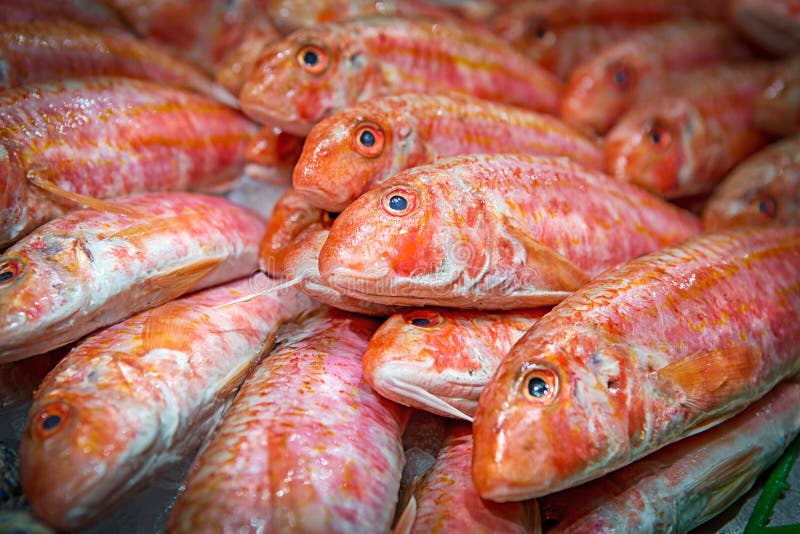 Nice Group of Red Mullet Fish on Ice Stock Photo - Image of meal, wild ...