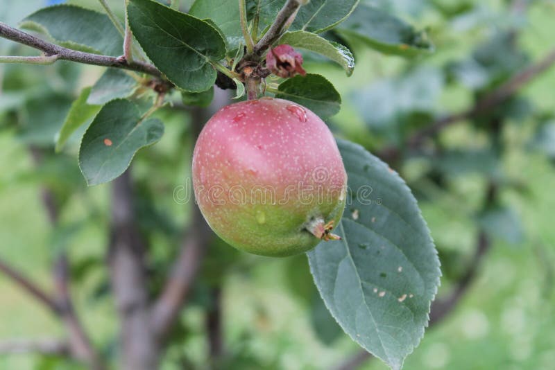 A Nice Growing Red Apple with Some Raindrops Stock Photo - Image of ...