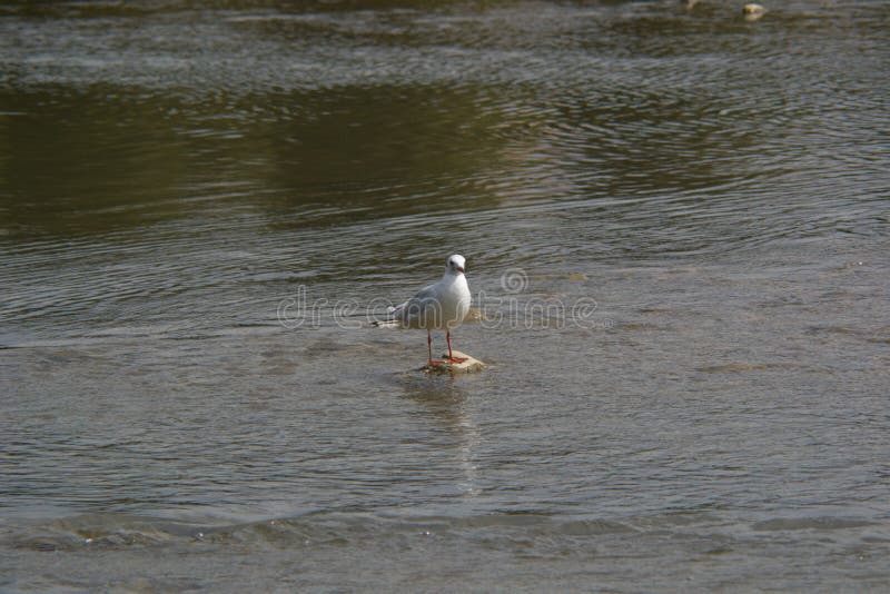 Gull on the stone stock photo. Image of bird, river - 124435800