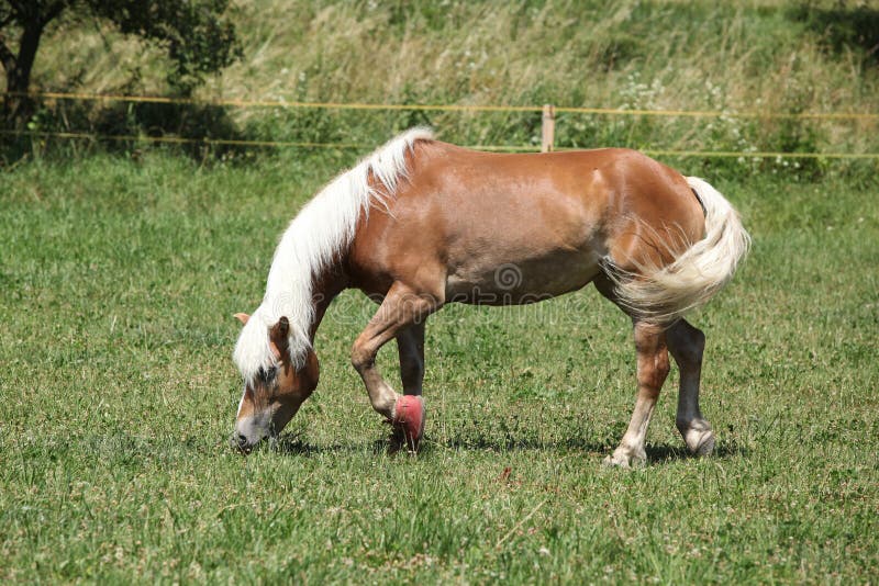 Nice haflinger with boots stock image. Image of calmness - 32834817