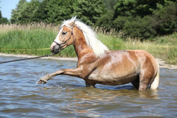 Nice haflinger in water stock photo. Image of halter - 32834288