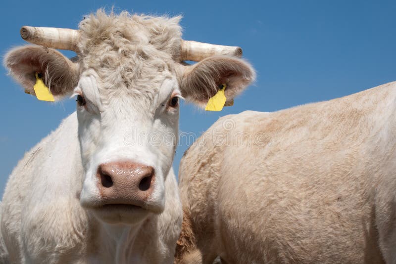 Nice haircut stock image. Image of female, single, farm - 27072681