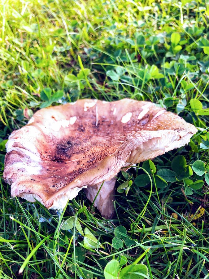 Mushrooms Lying in the Ground Grass Stock Image - Image of decorationin ... Mushrooms Lying in the Ground Grass Stock Image - Image of decorationin ...