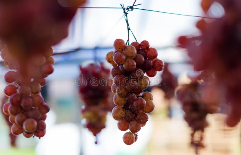 Nice hanging grape fruit stock image. Image of closeup - 98578813