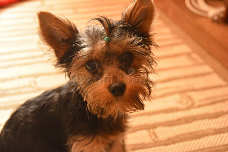 Nice home a dog stock photo. Image of canine, portrait - 80888948