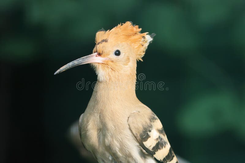 Nice hoopoe bird detail stock image. Image of animal - 259720745