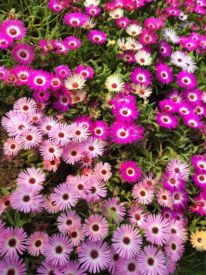 Nice Image Photo Nature Wallpaper Stock Image - Image of wallpaper ...