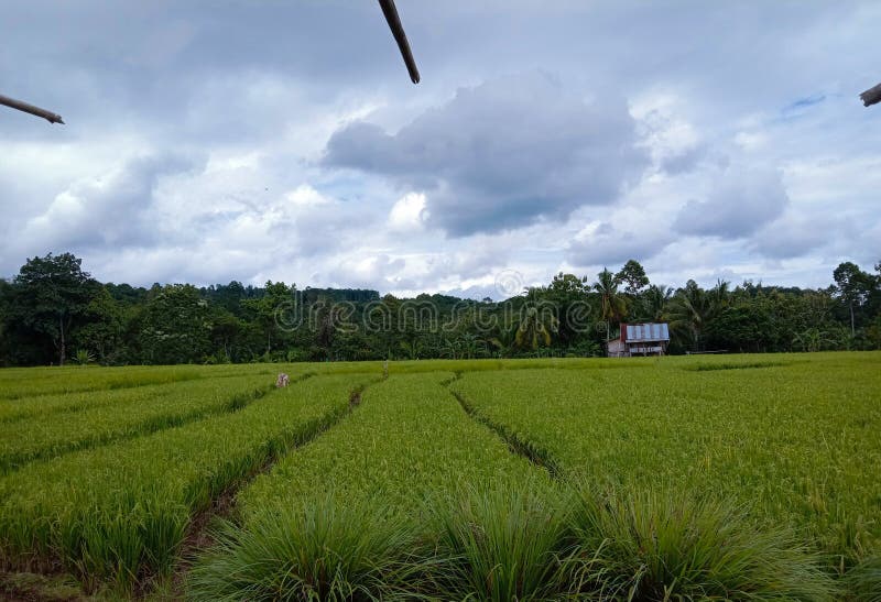 Nice and Interesting Rice Field View Stock Image - Image of nice ...
