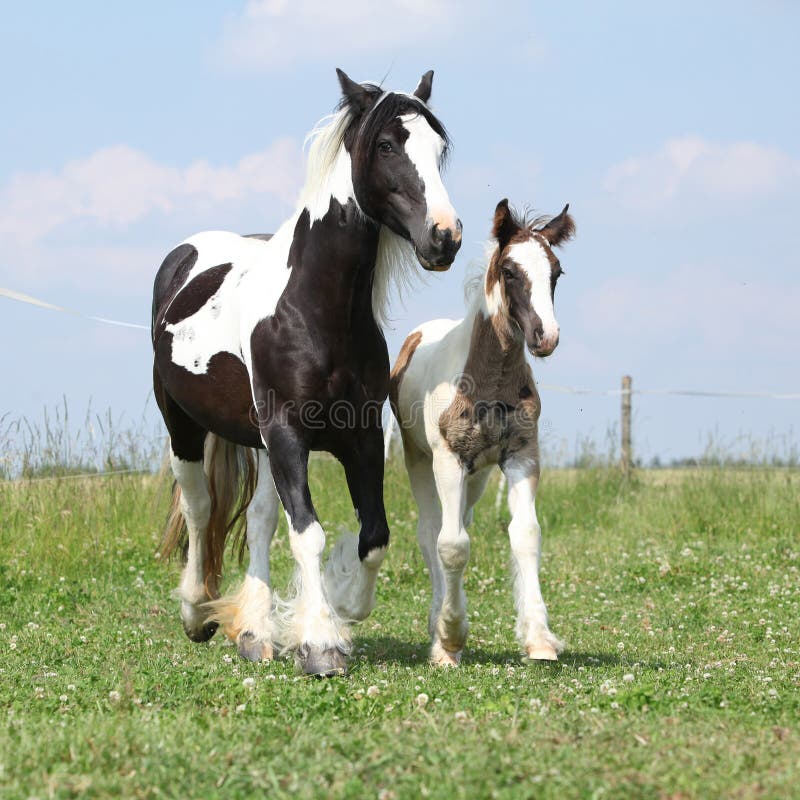 Nice Irish Cob Mare with Foal on Pasturage Stock Photo - Image of foal ...