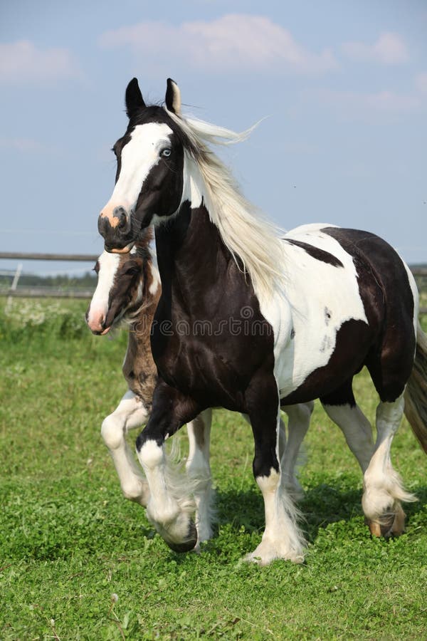 Nice Irish Cob Mare with Foal on Pasturage Stock Photo - Image of move ...