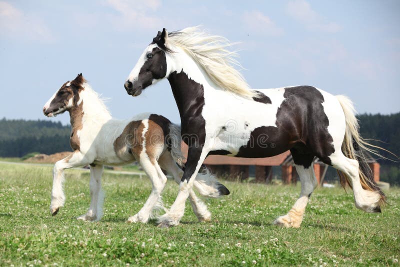 Nice Irish Cob Mare with Foal on Pasturage Stock Photo - Image of ...